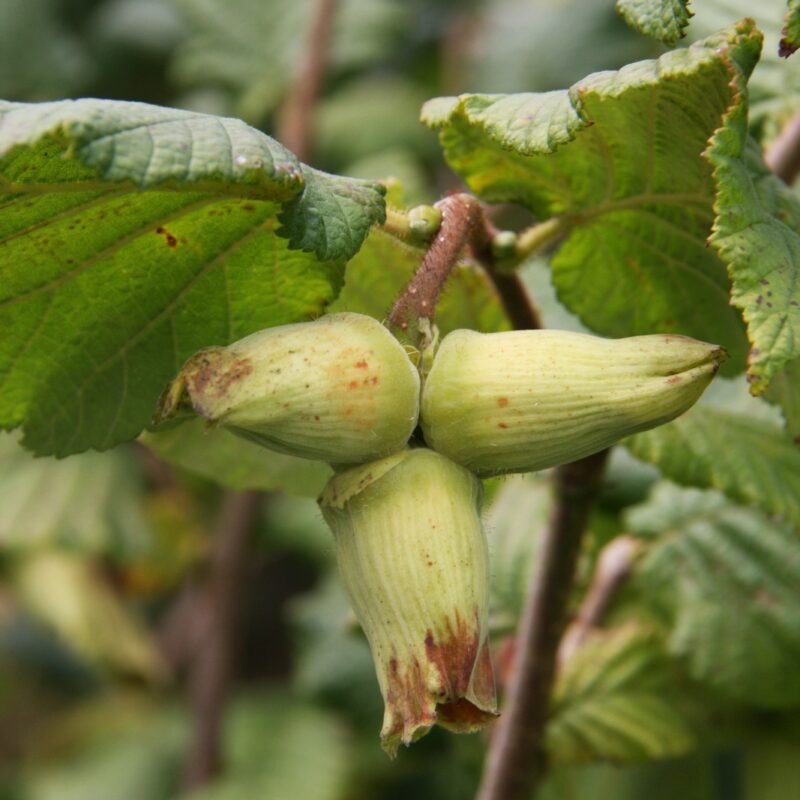 Butler | Frank P Matthews