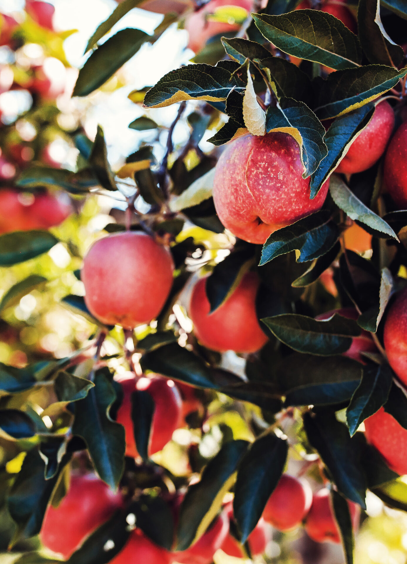 The UK's Widest Range of Fruit & Ornamental Trees | Frank P Matthews