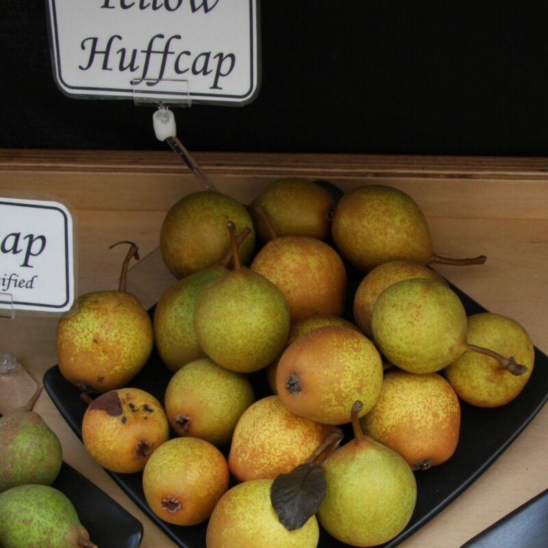 Blakeney Red (Perry) | Frank P Matthews