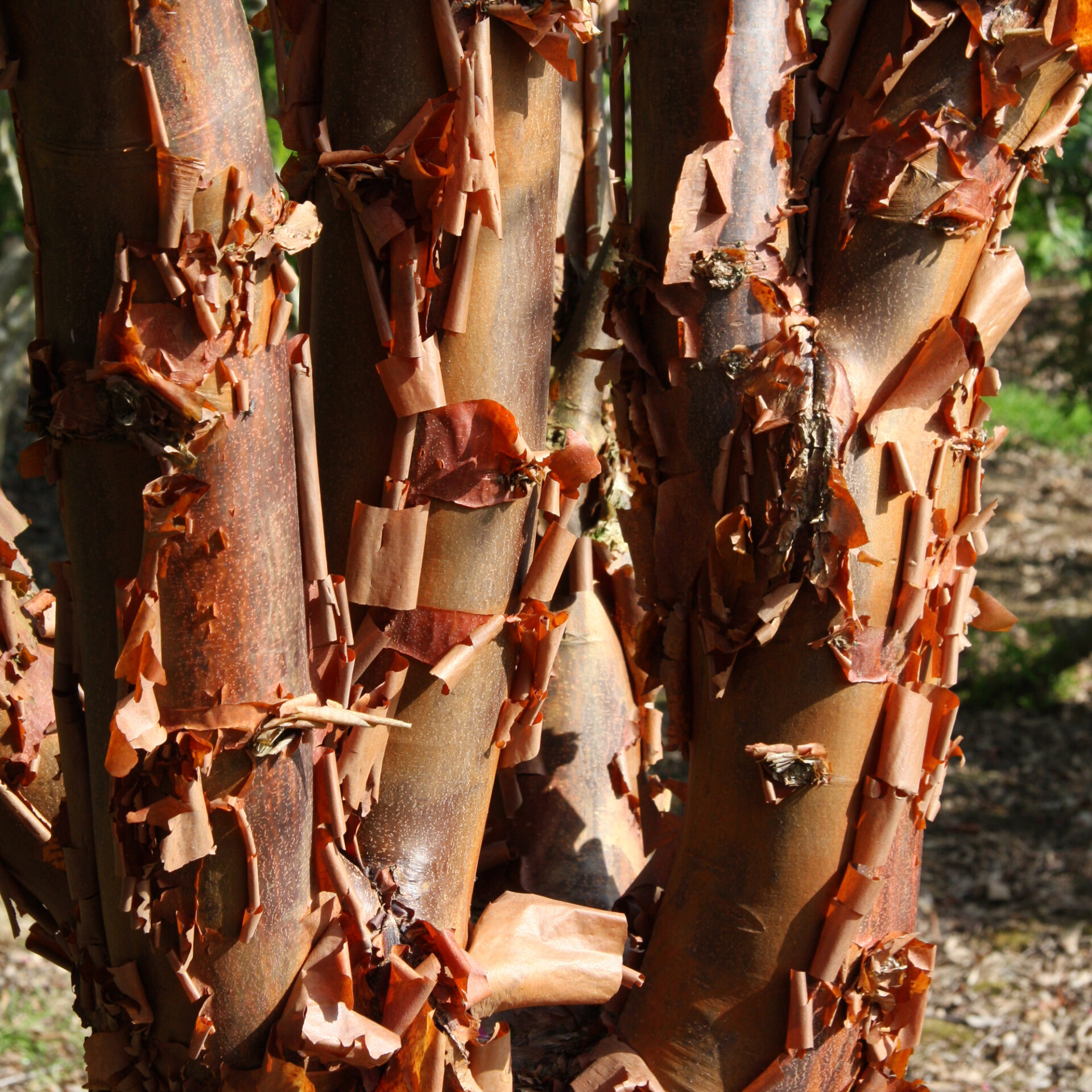 Trees For Ornamental Bark and Stems | Frank P Matthews