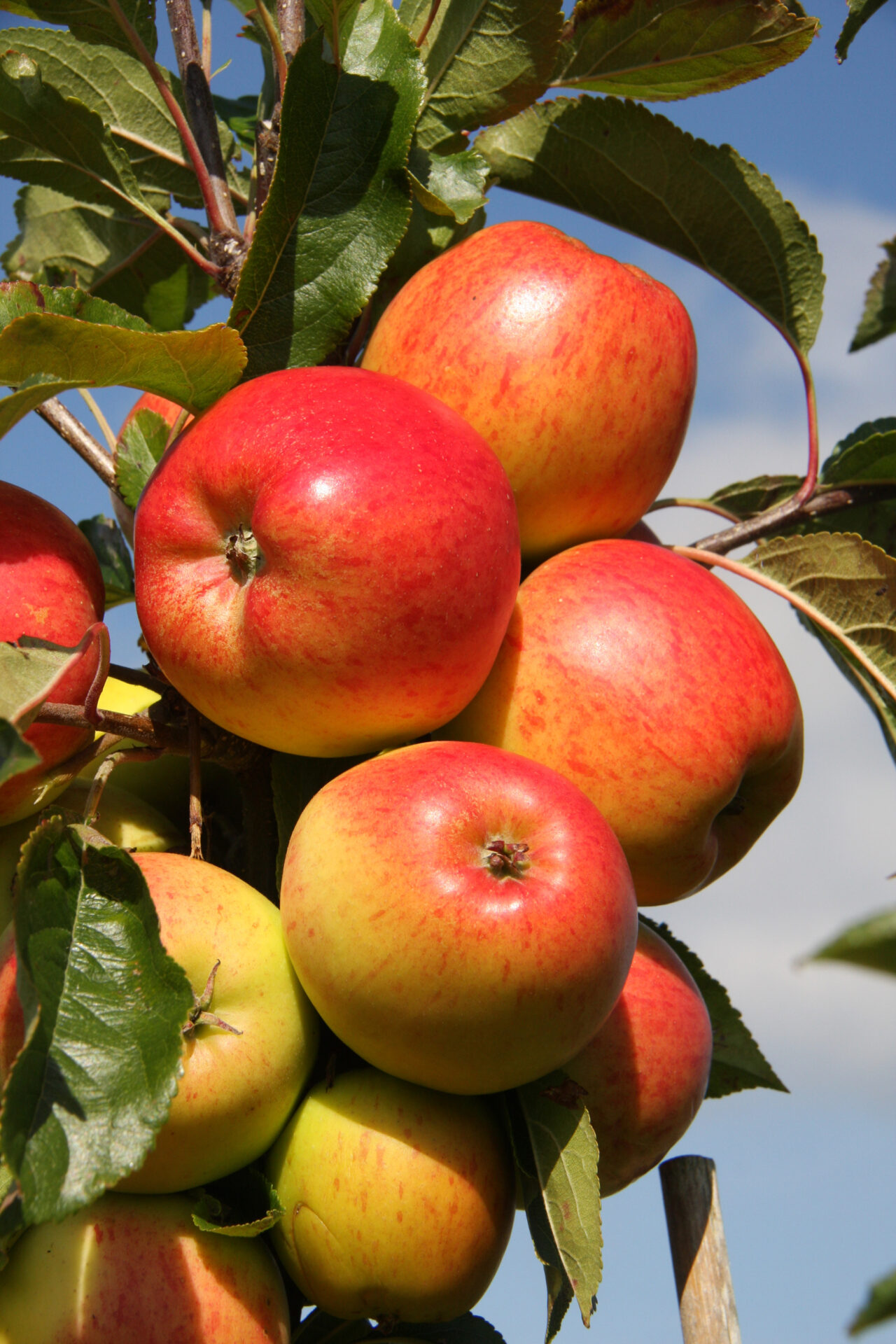 A Brief History of the Apple | Fruit Trees | Frank P Matthews