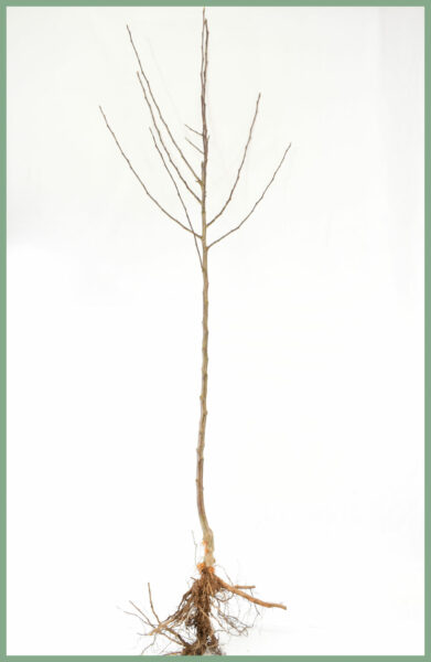 Fruit Trees - Bare Root Specifications | Frank P Matthews