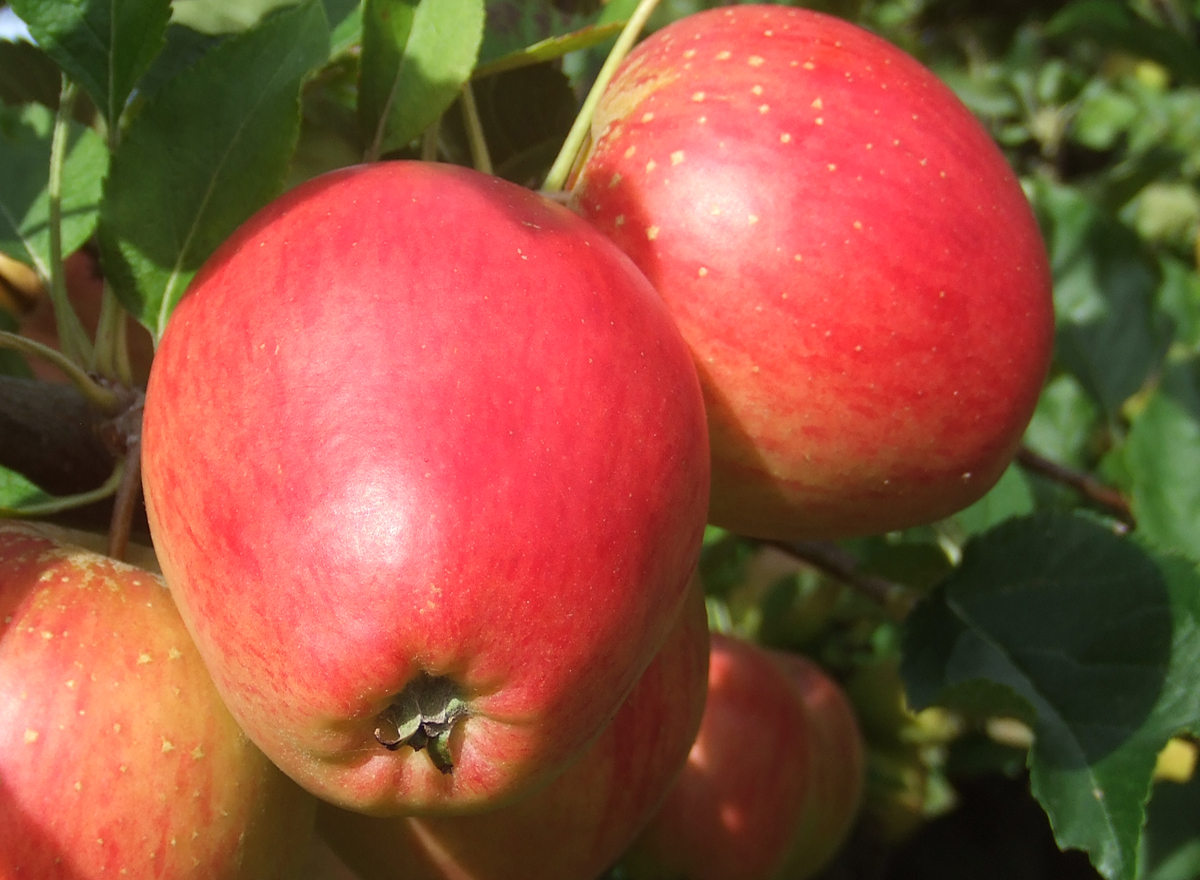 New - Apple Little Pax® | Fruit Trees | Frank P Matthews