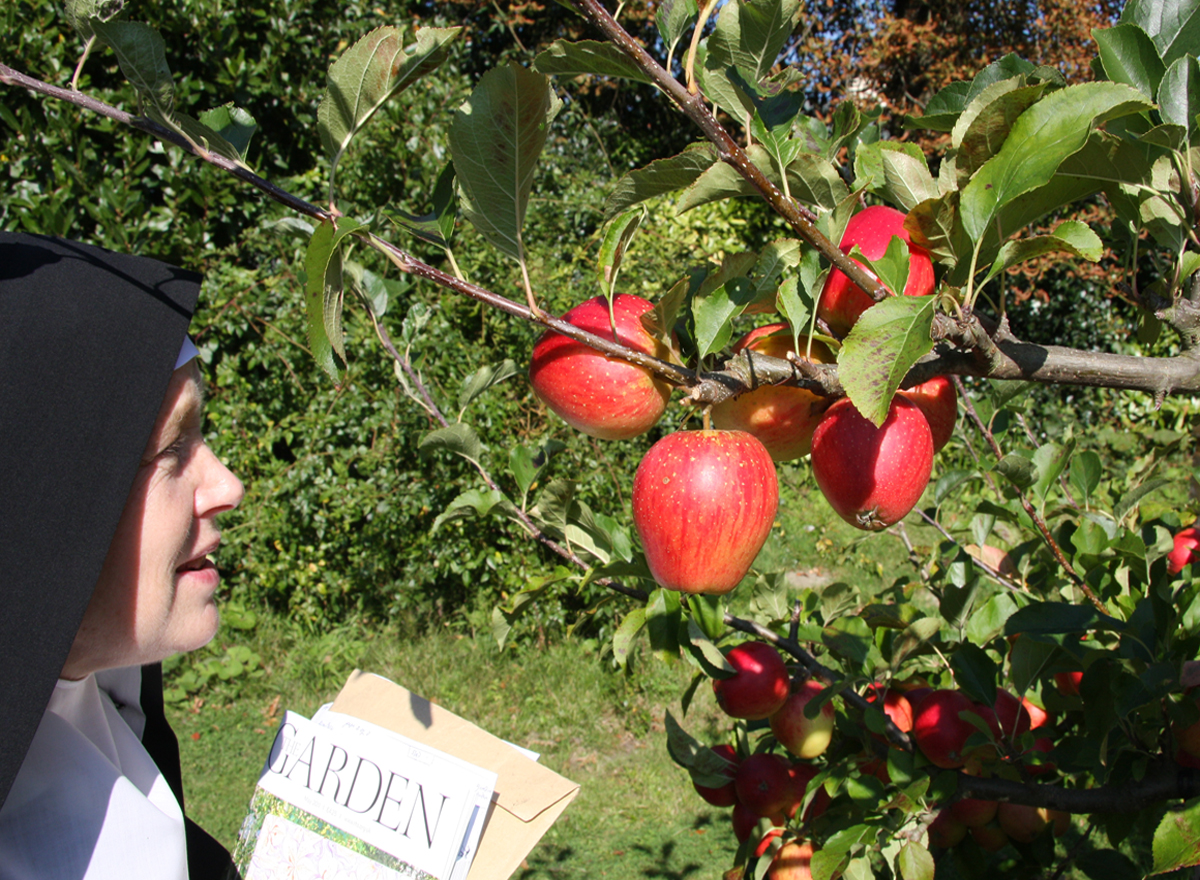 New - Apple Little Pax® | Fruit Trees | Frank P Matthews