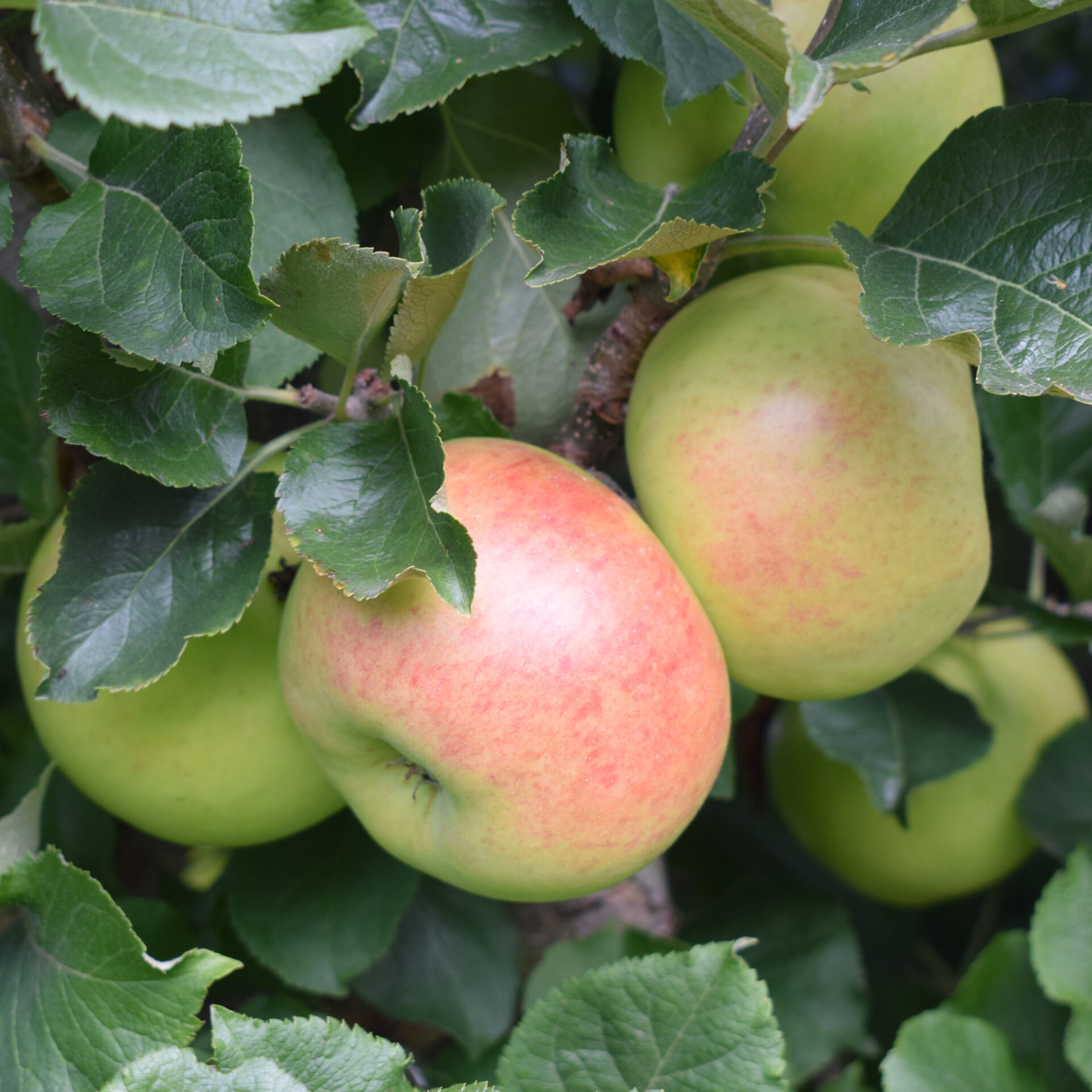 A Brief History of the Apple | Fruit Trees | Frank P Matthews