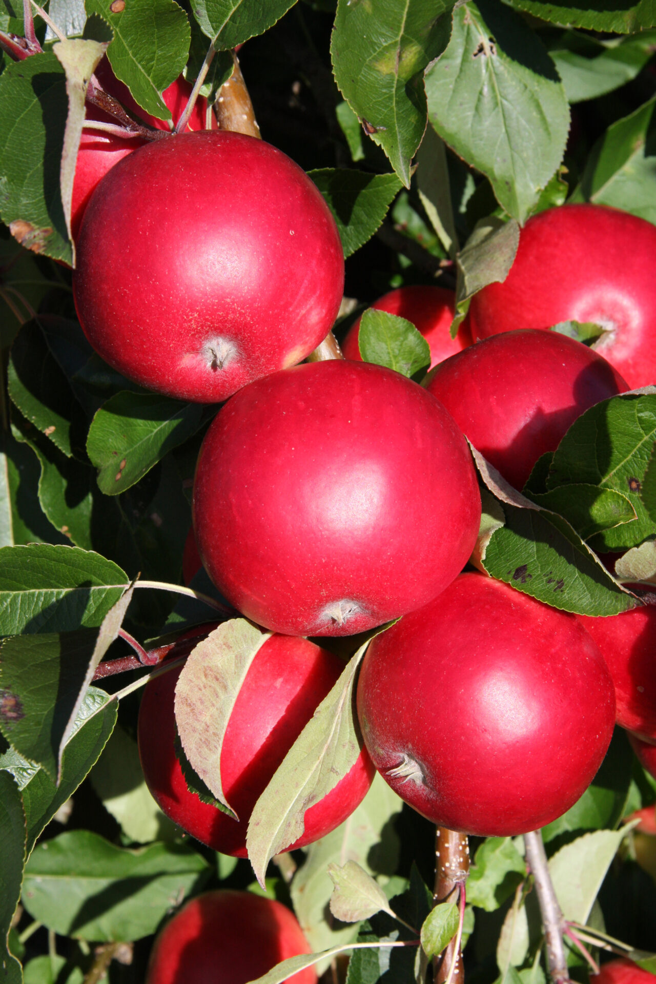 A Brief History of the Apple | Fruit Trees | Frank P Matthews