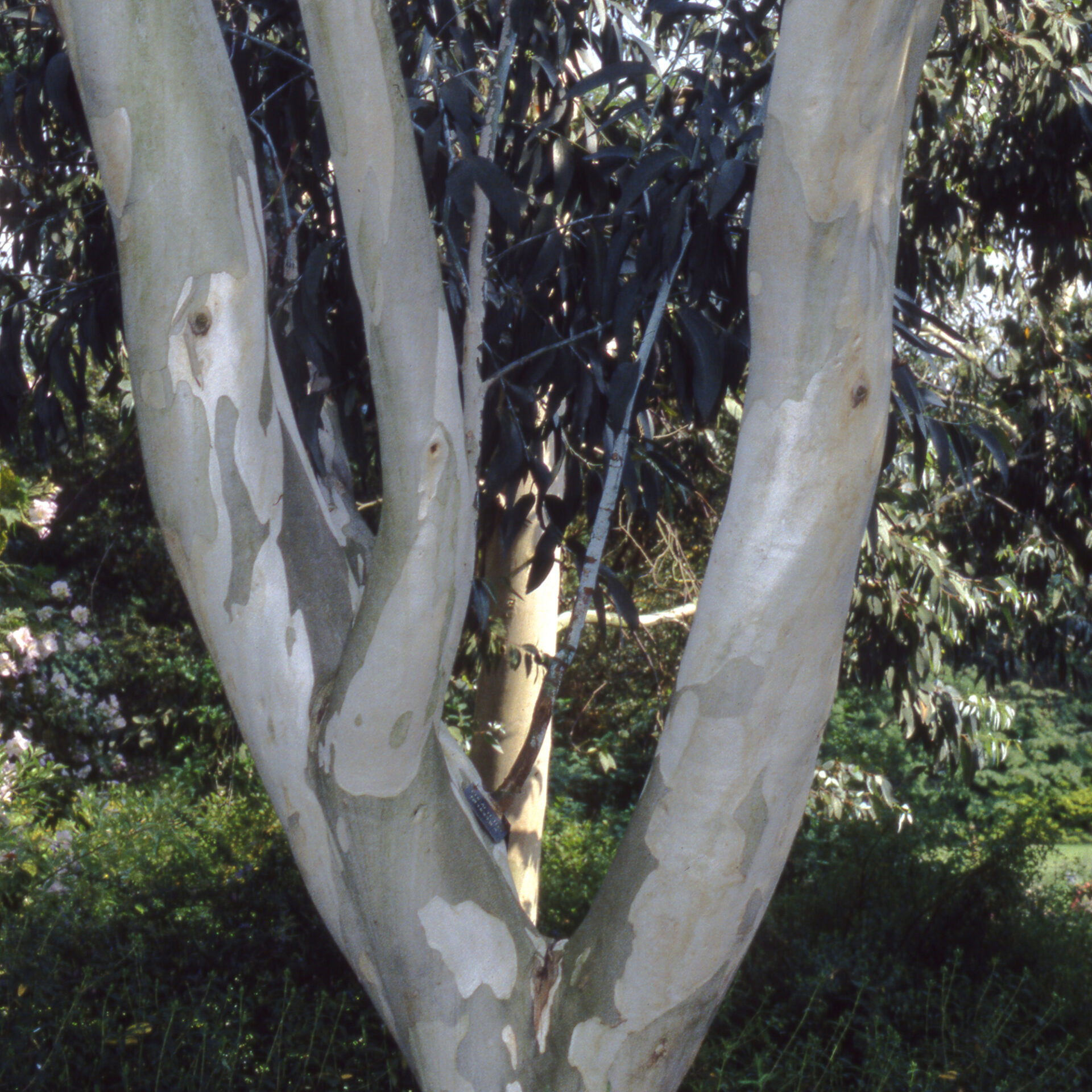Trees For Ornamental Bark and Stems | Frank P Matthews