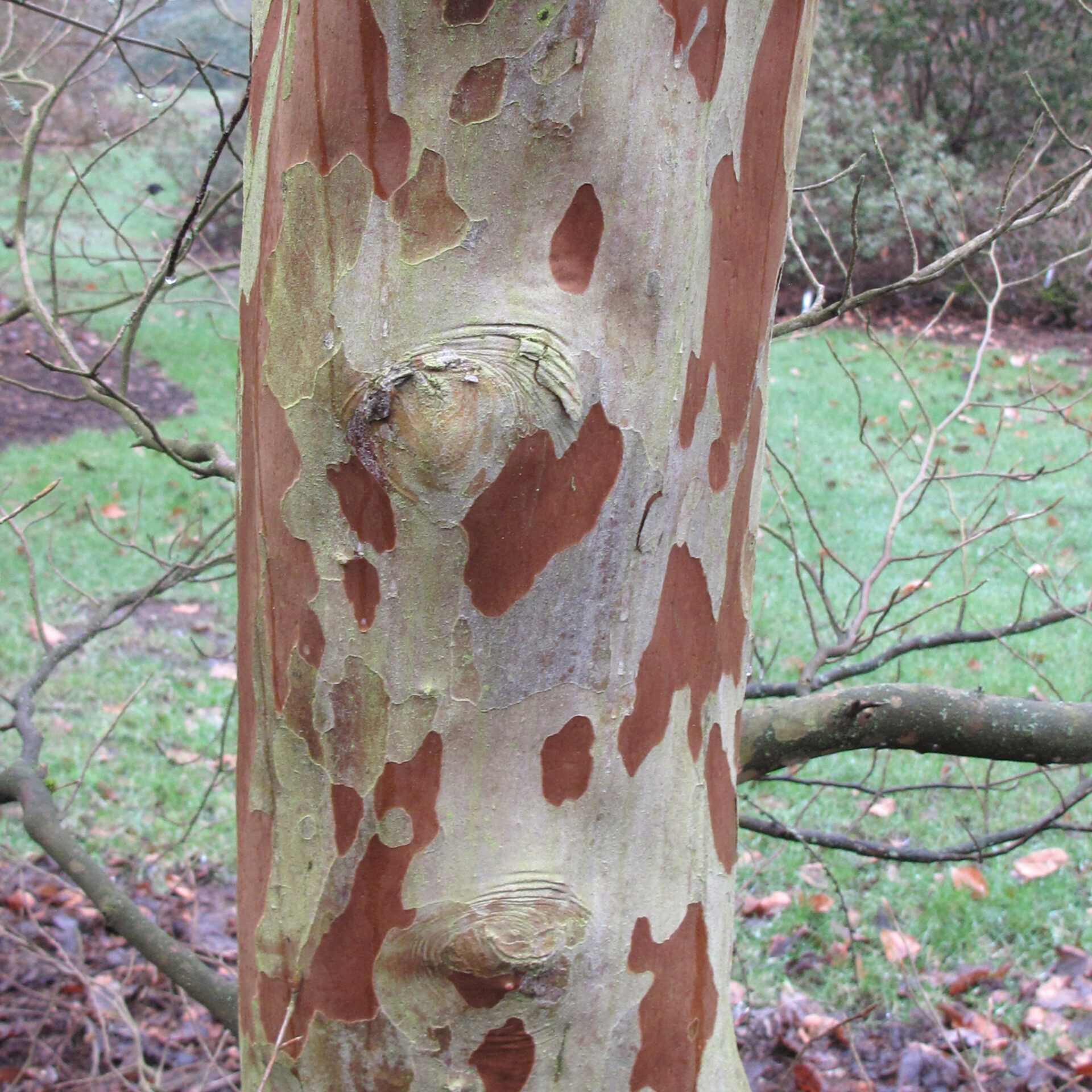Trees For Ornamental Bark and Stems | Frank P Matthews