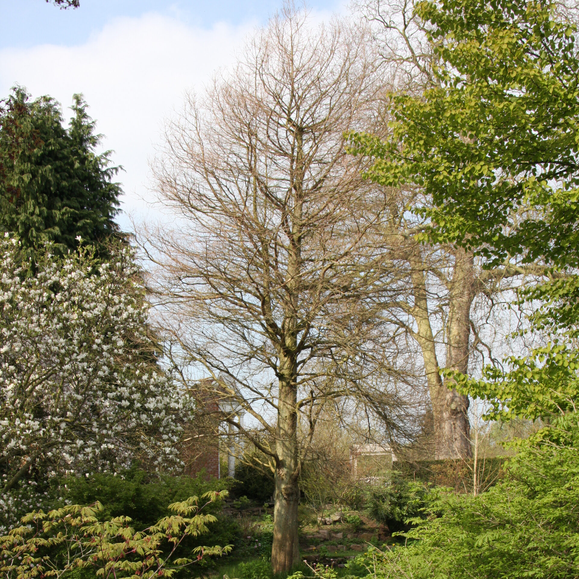 Trees For Ornamental Bark and Stems | Frank P Matthews