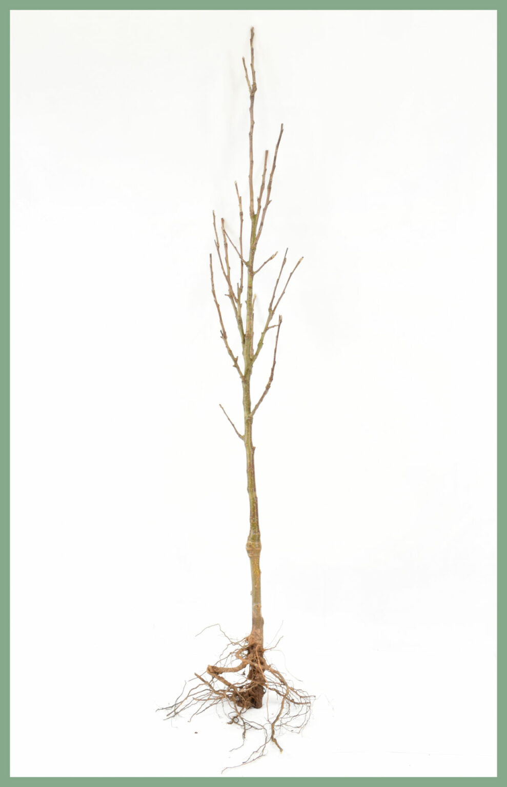 Fruit Trees - Bare Root Specifications | Frank P Matthews