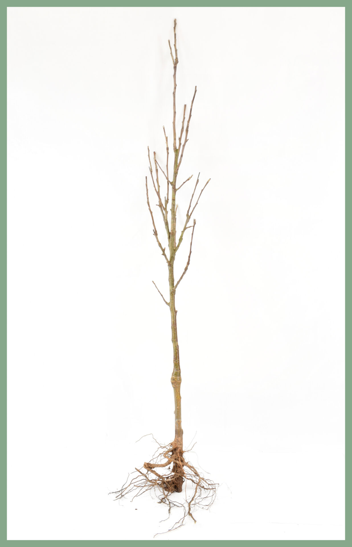 Fruit Trees - Bare Root Specifications | Frank P Matthews