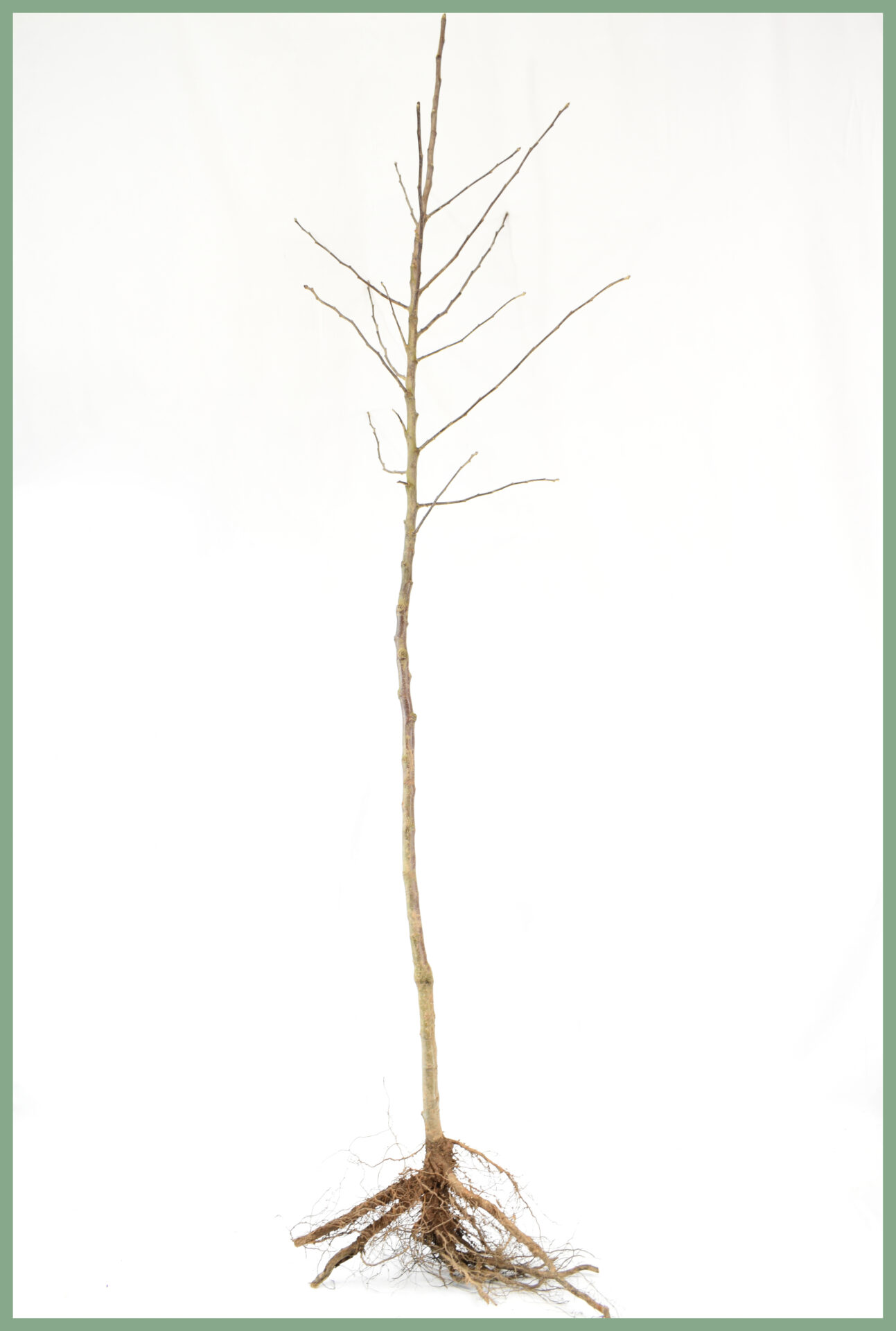 Fruit Trees - Bare Root Specifications | Frank P Matthews
