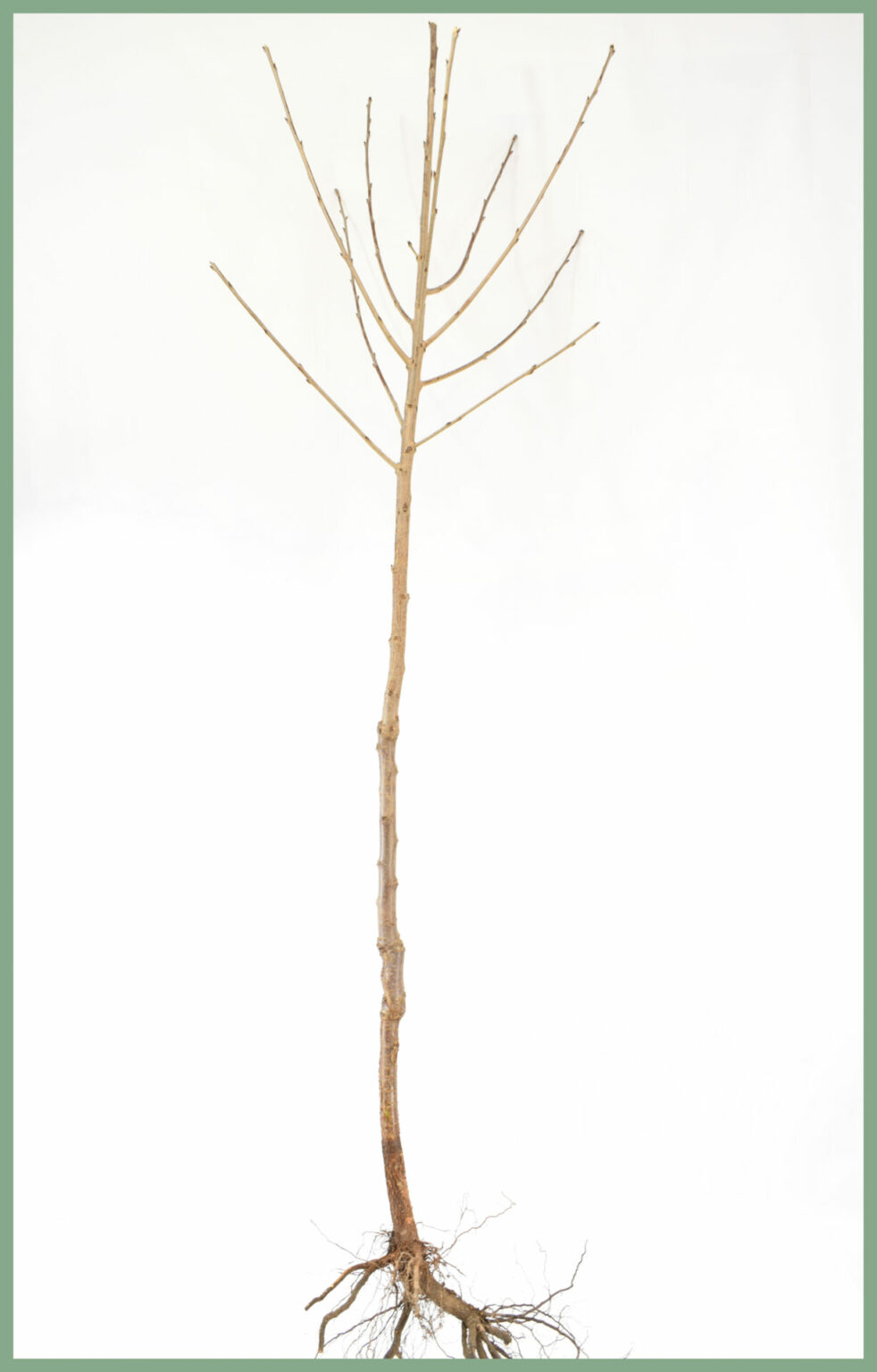 Fruit Trees - Bare Root Specifications | Frank P Matthews