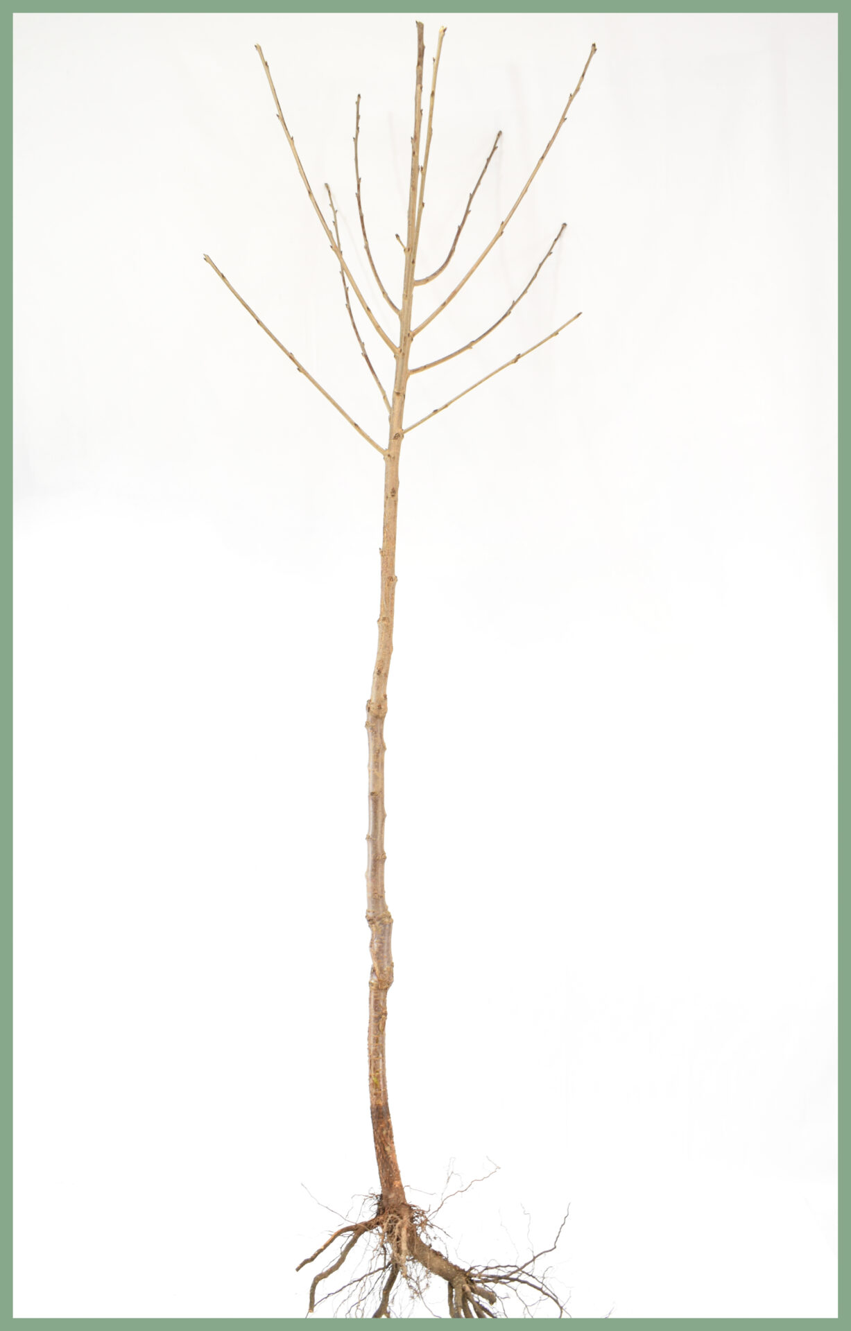 Fruit Trees - Bare Root Specifications | Frank P Matthews