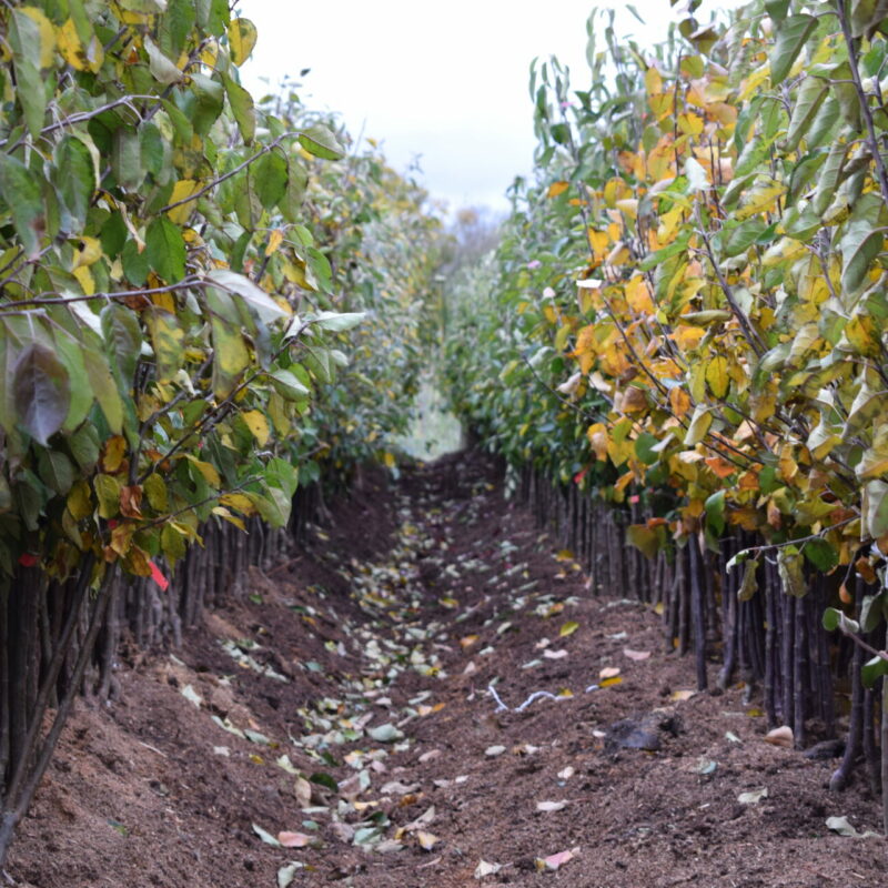 Rootstocks for Fruit Trees | Fruit Trees | Frank P Matthews
