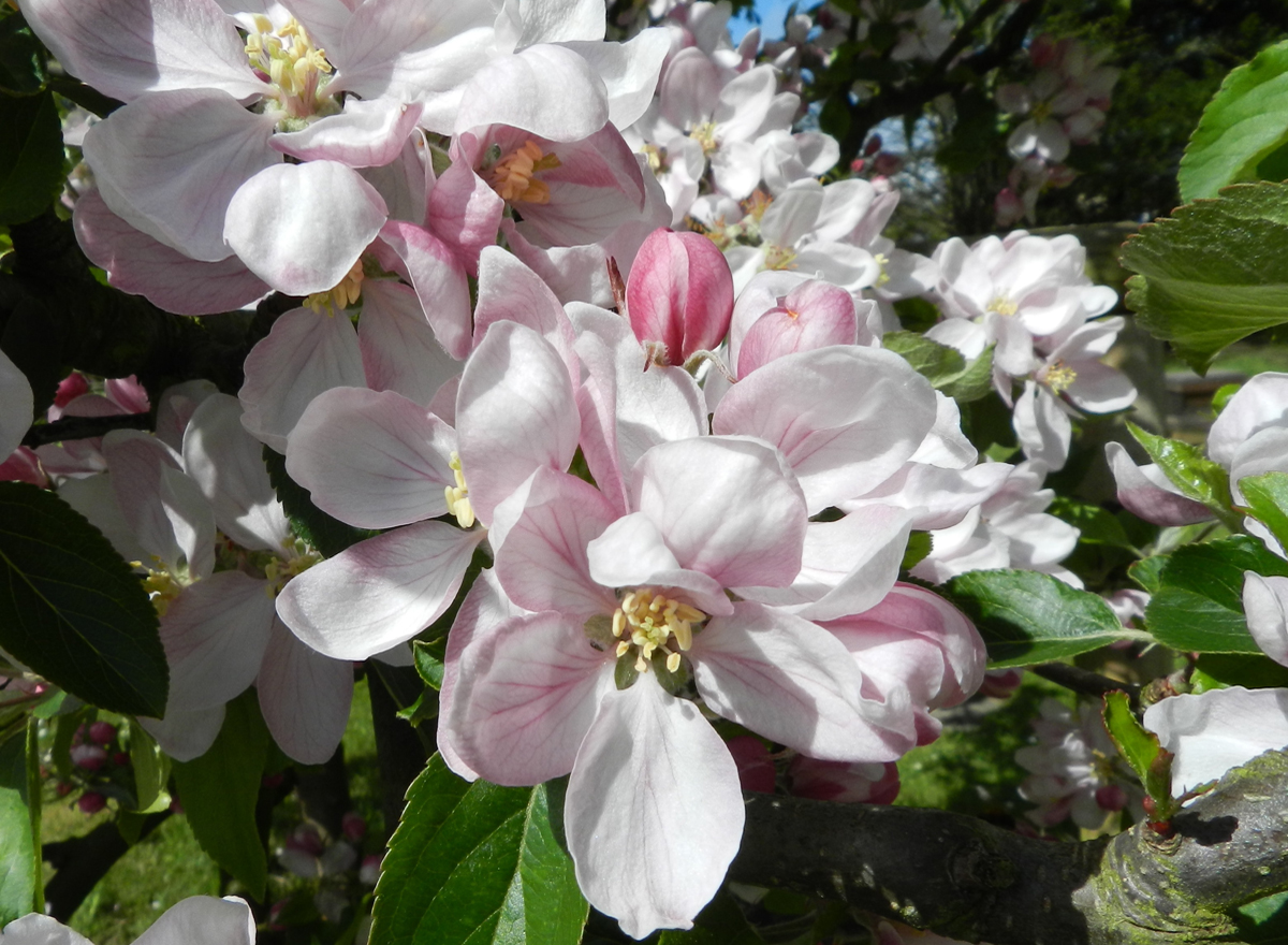 New - Apple Little Pax® | Fruit Trees | Frank P Matthews