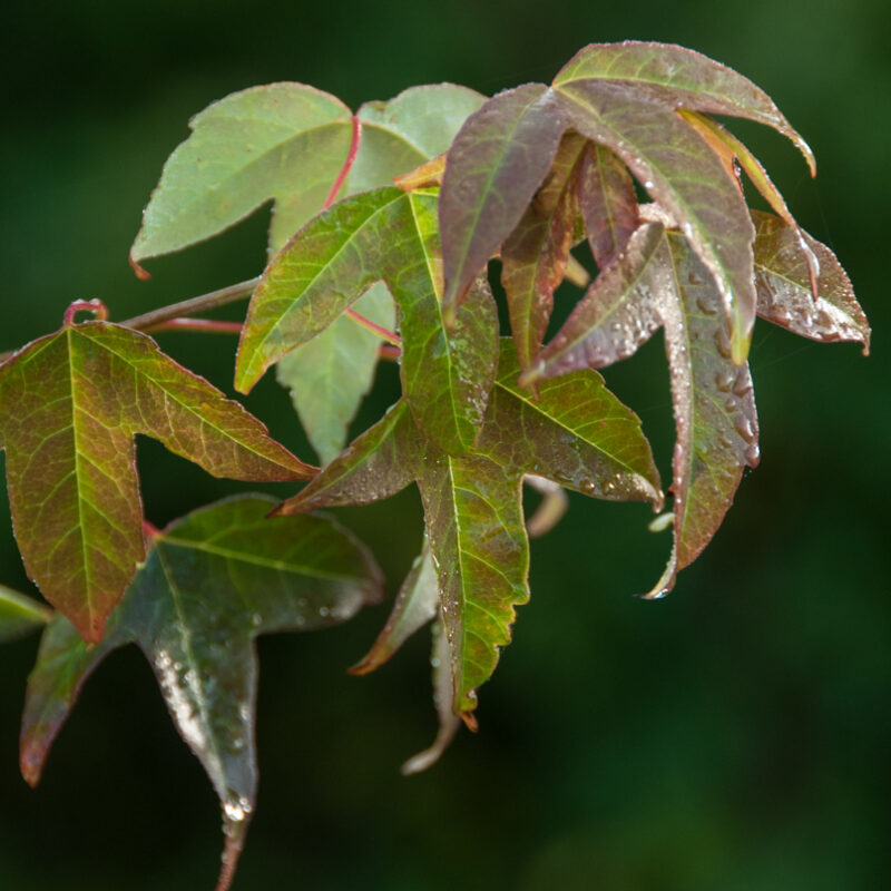 Acer rubrum 'Scanlon' | Frank P Matthews