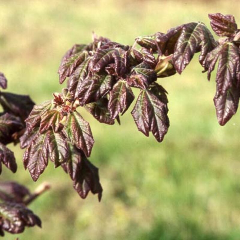 Acer davidii 'Viper'® (Mindavi) | Frank P Matthews
