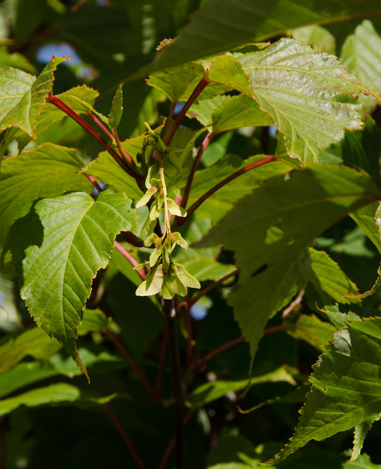 Acer capillipes | Frank P Matthews