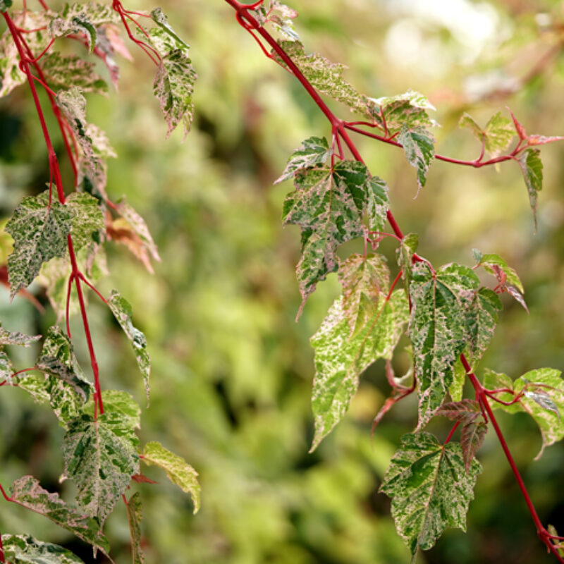 Acer pseudoplatanus 'Simon-louis Frères' | Frank P Matthews
