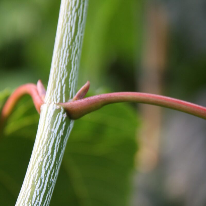 Acer davidii 'Viper'® (Mindavi) | Frank P Matthews