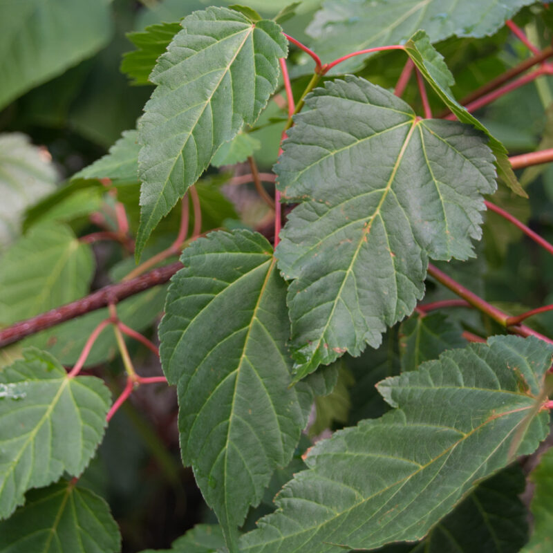 Acer davidii VIPER® 'mindavi' | Frank P Matthews