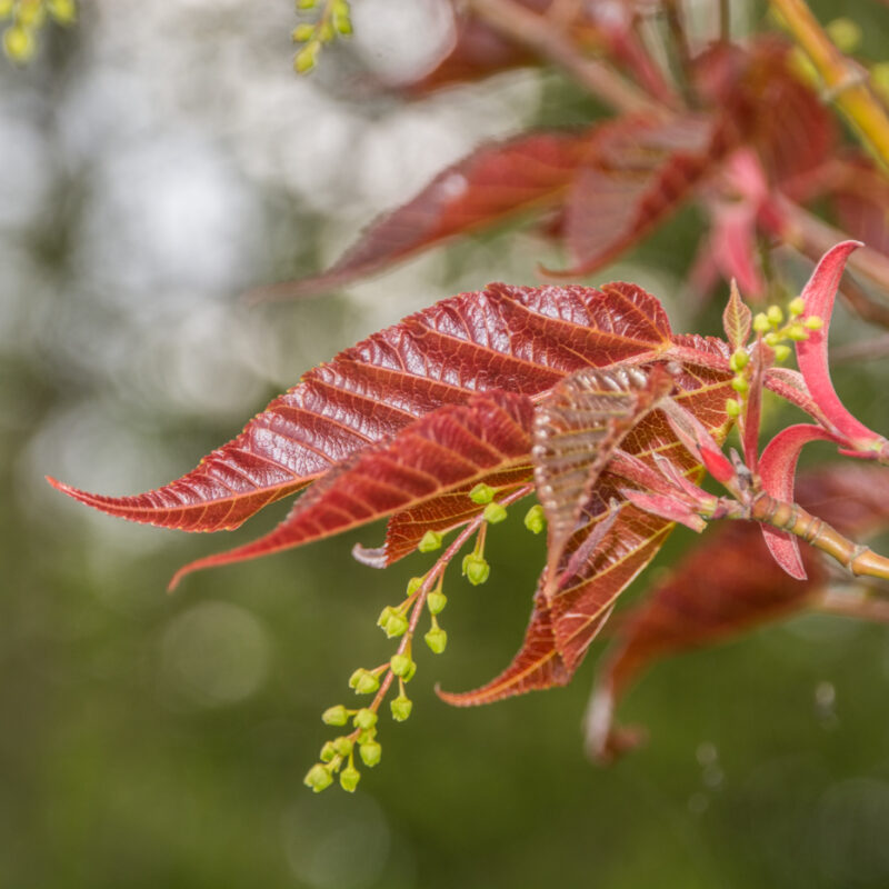 Acer x freemanii 'Morgan' | Frank P Matthews