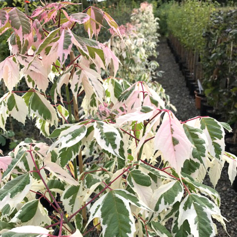 Acer davidii 'Viper'® (Mindavi) | Frank P Matthews