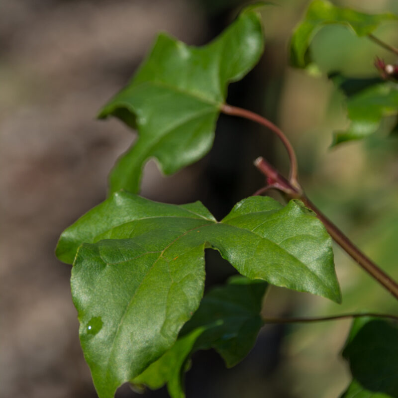 Acer pseudoplatanus 'Simon-louis Frères' | Frank P Matthews