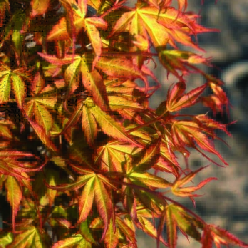 Acer palmatum 'Kinshi' | Frank P Matthews