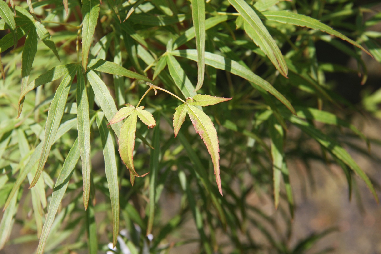 Acer palmatum 'Linearilobum' | Frank P Matthews
