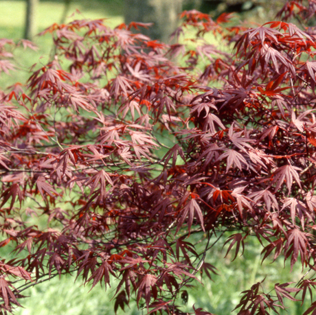 Acer palmatum 'Moonfire' | Frank P Matthews