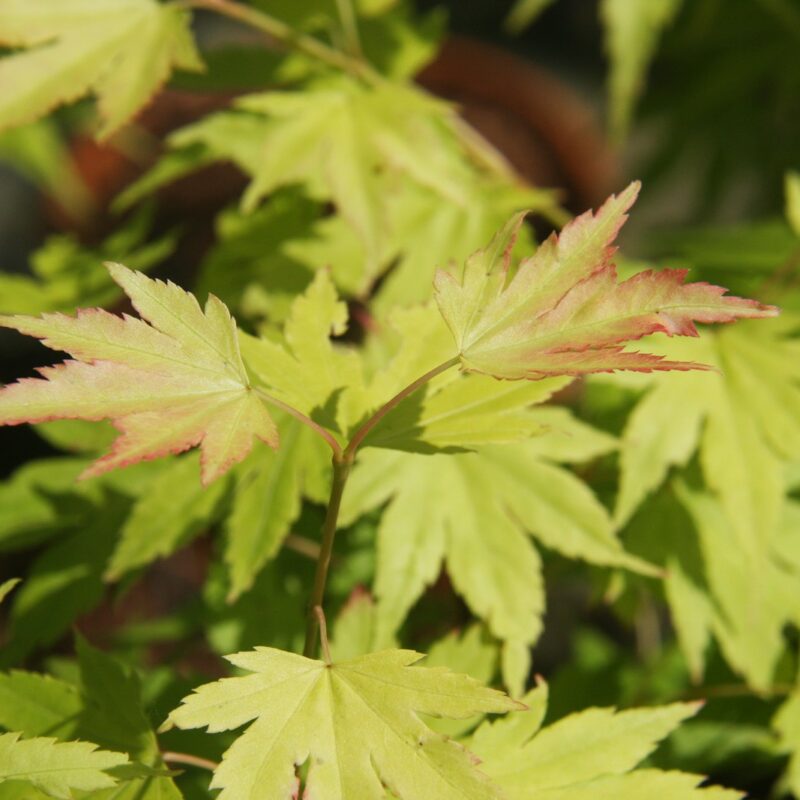 Acer Palmatum Orange Dream