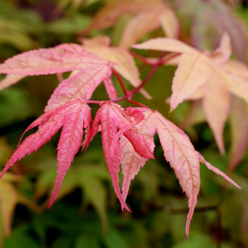 Acer palmatum 'Osakazuki' | Frank P Matthews