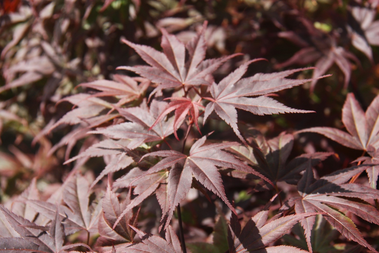 Acer palmatum 'Pixie' | Frank P Matthews