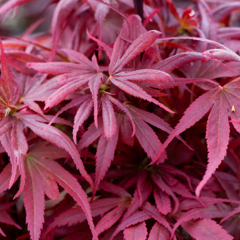 Acer palmatum 'Pixie' | Frank P Matthews