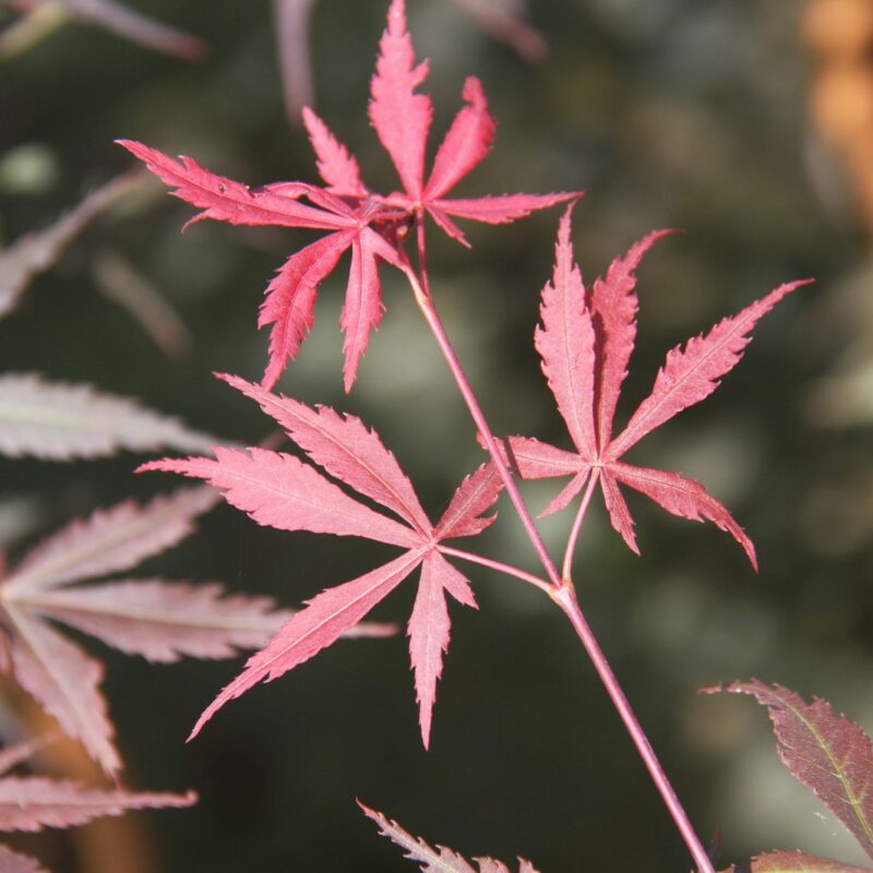 Acer palmatum 'Suminagashi' | Frank P Matthews