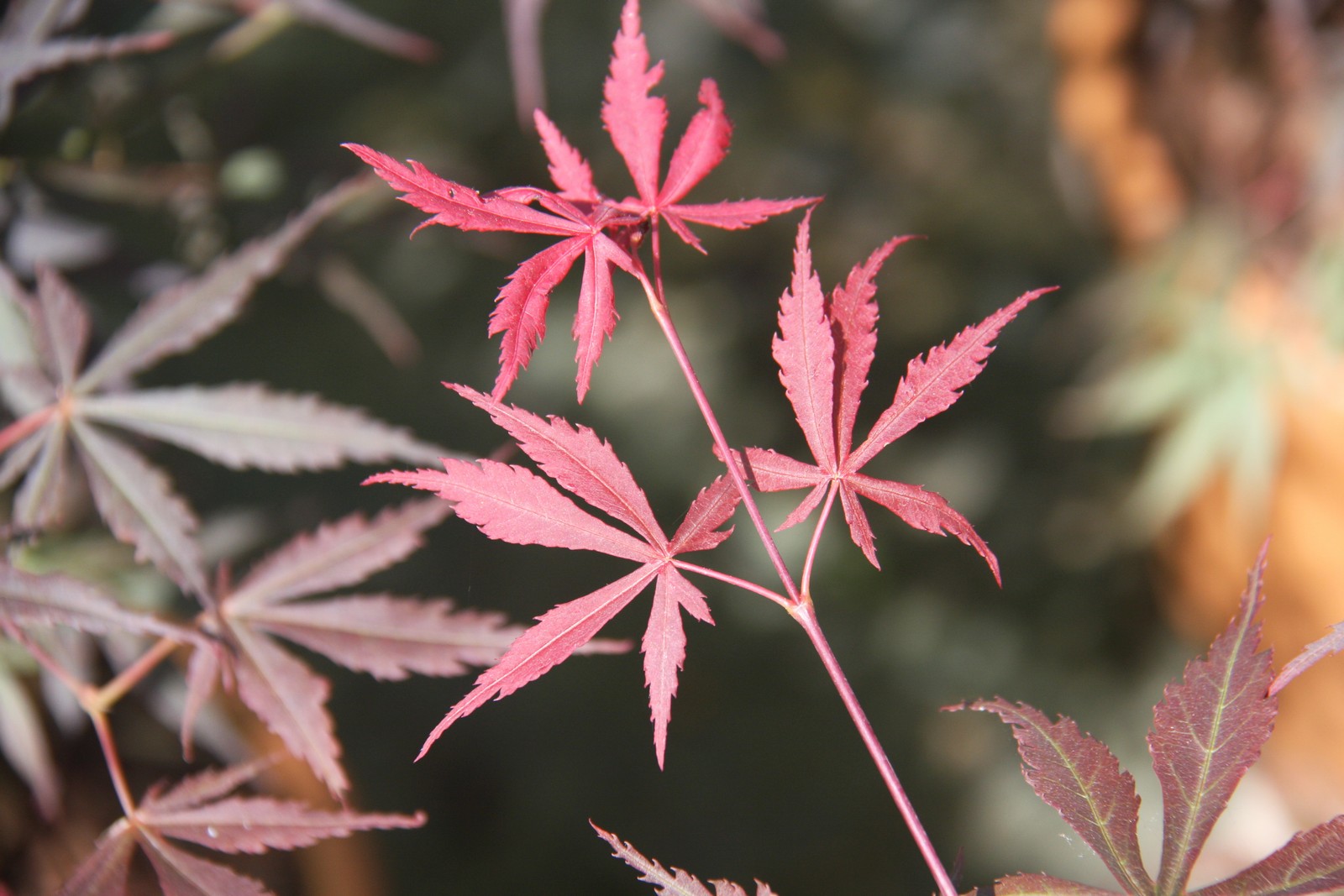 Acer palmatum 'Suminagashi' | Frank P Matthews