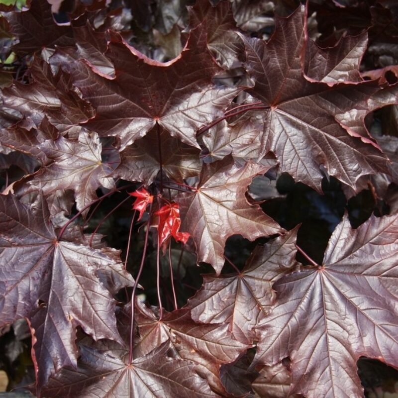 Acer pseudoplatanus 'Simon-louis Frères' | Frank P Matthews