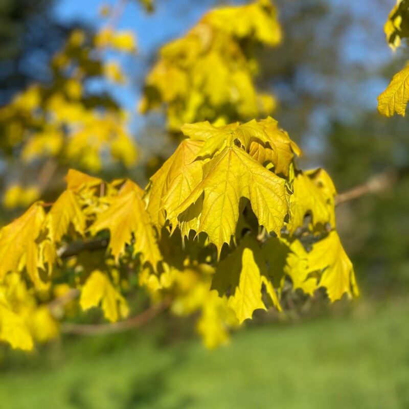Acer pseudoplatanus 'Simon-louis Frères' | Frank P Matthews
