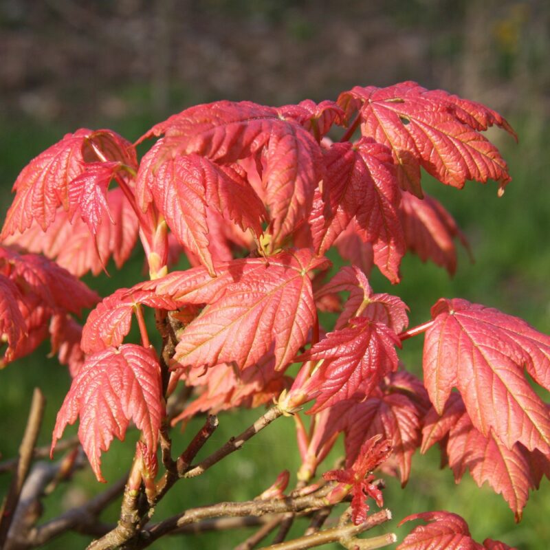 Acer davidii VIPER® 'mindavi' | Frank P Matthews