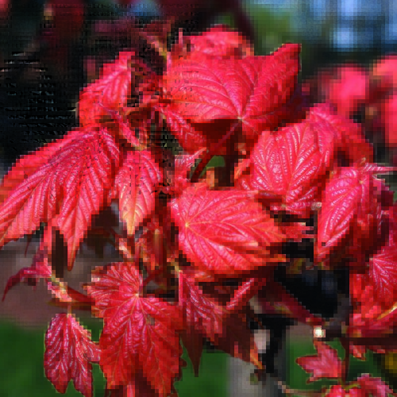 Acer negundo 'Winter Lightning' | Frank P Matthews
