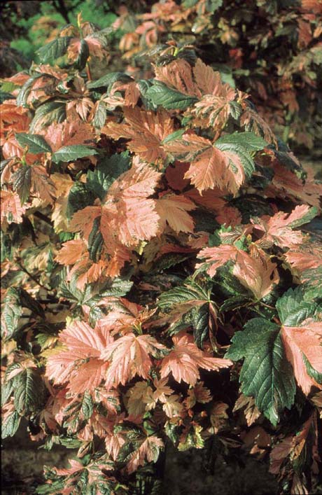 Acer pseudoplatanus 'Simon-louis Frères' | Frank P Matthews