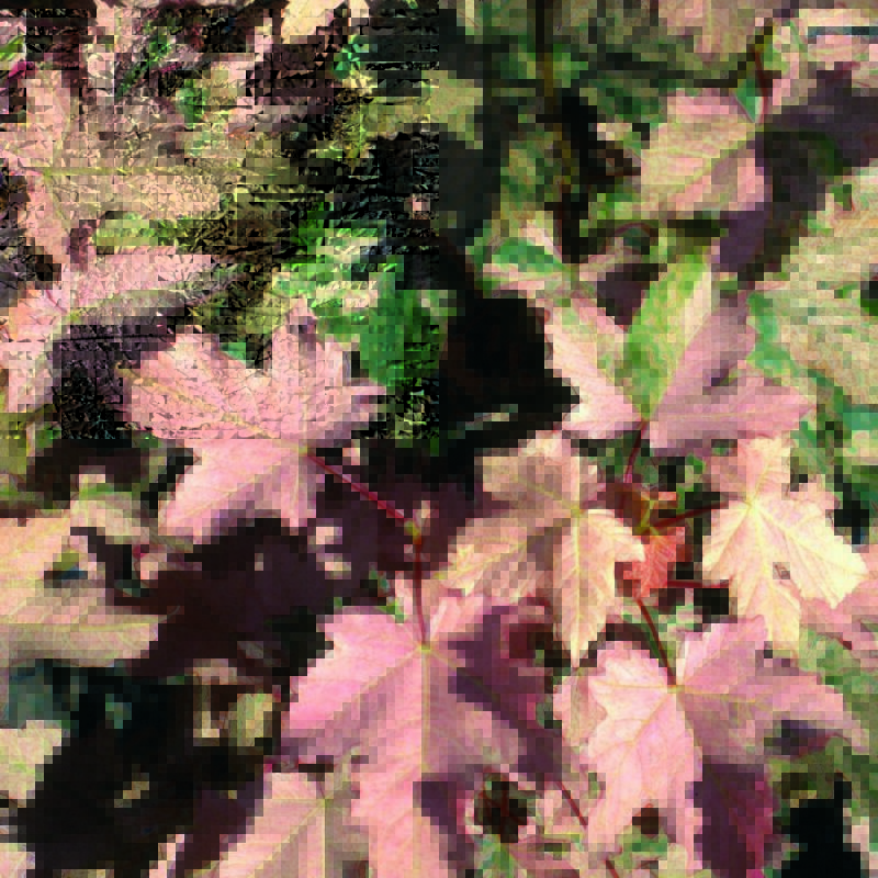 Acer pseudoplatanus var 'Esk Sunset' | Frank P Matthews