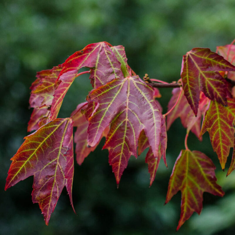 Acer campestre 'Red Shine' | Frank P Matthews