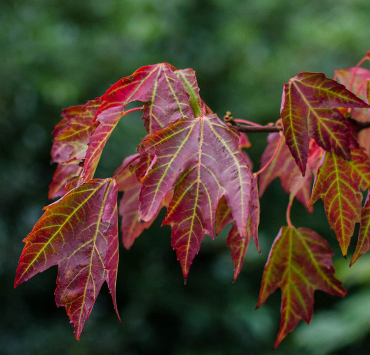 Acer rubrum | Frank P Matthews