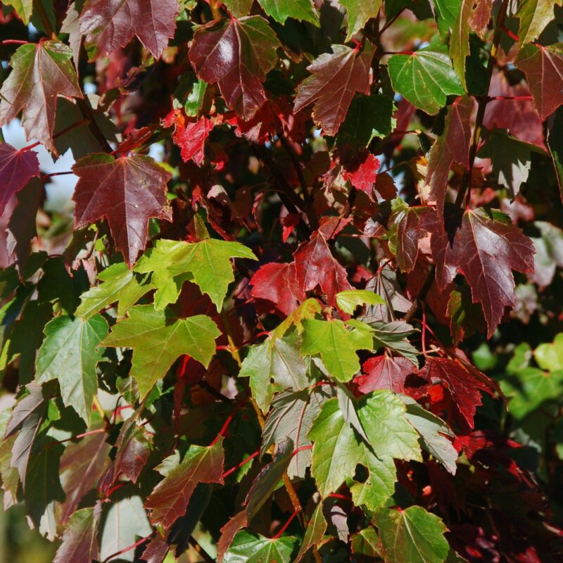 Acer x freemanii 'Morgan' | Frank P Matthews