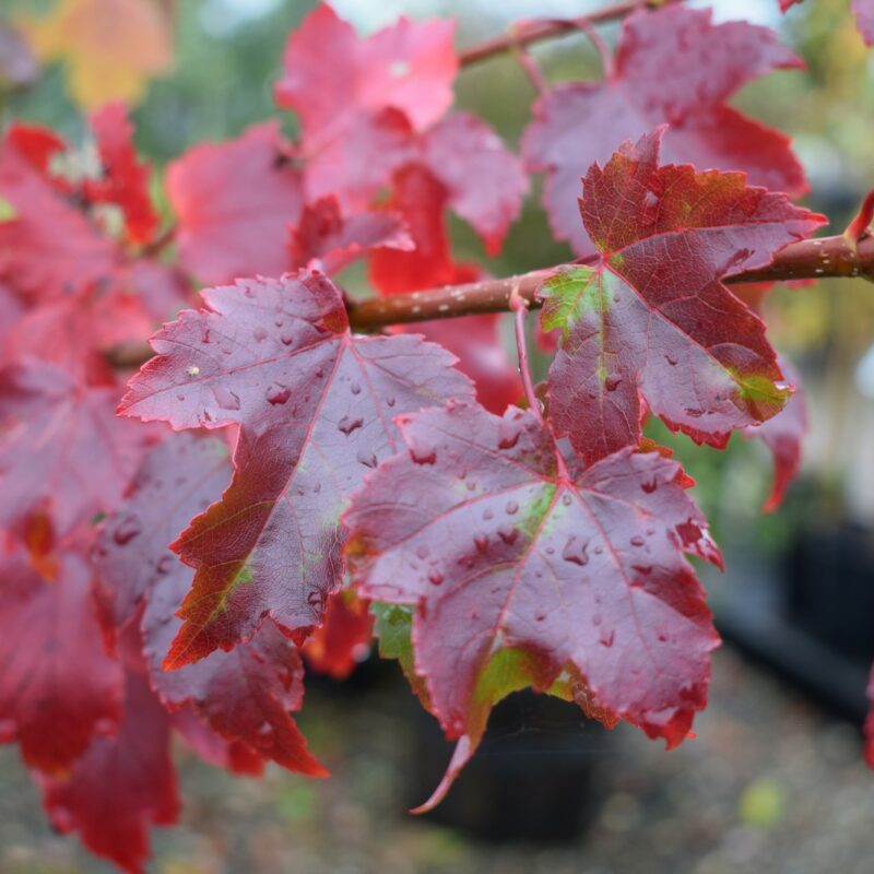 Acer pseudoplatanus var 'Esk Sunset' | Frank P Matthews