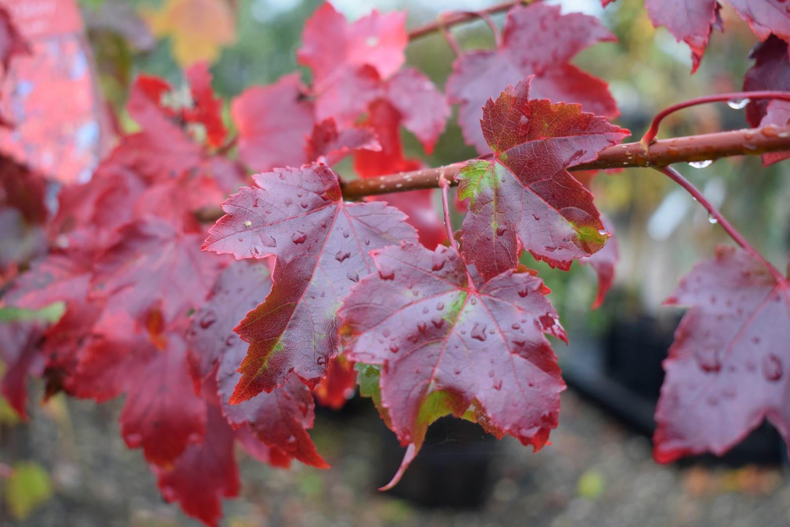 Acer rubrum 'October Glory'® | Frank P Matthews
