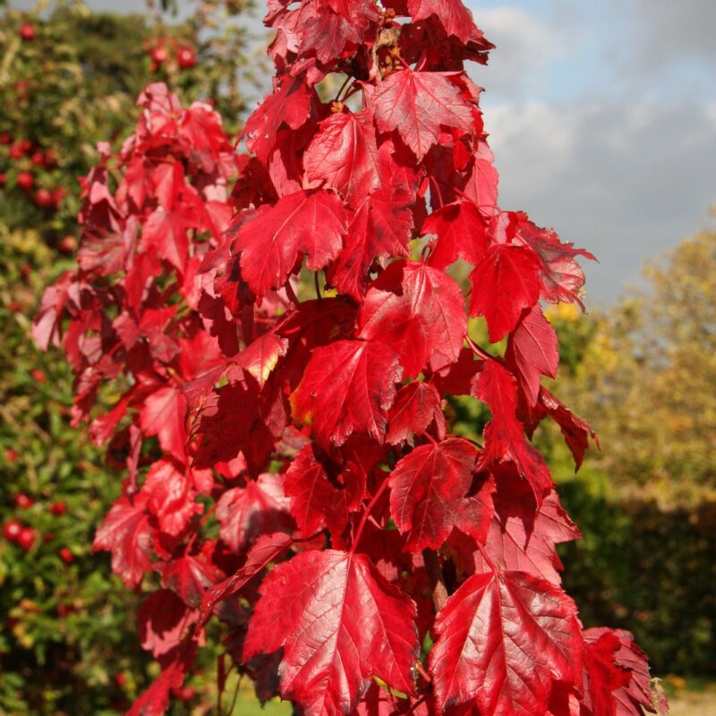 Acer x freemanii 'Morgan' | Frank P Matthews